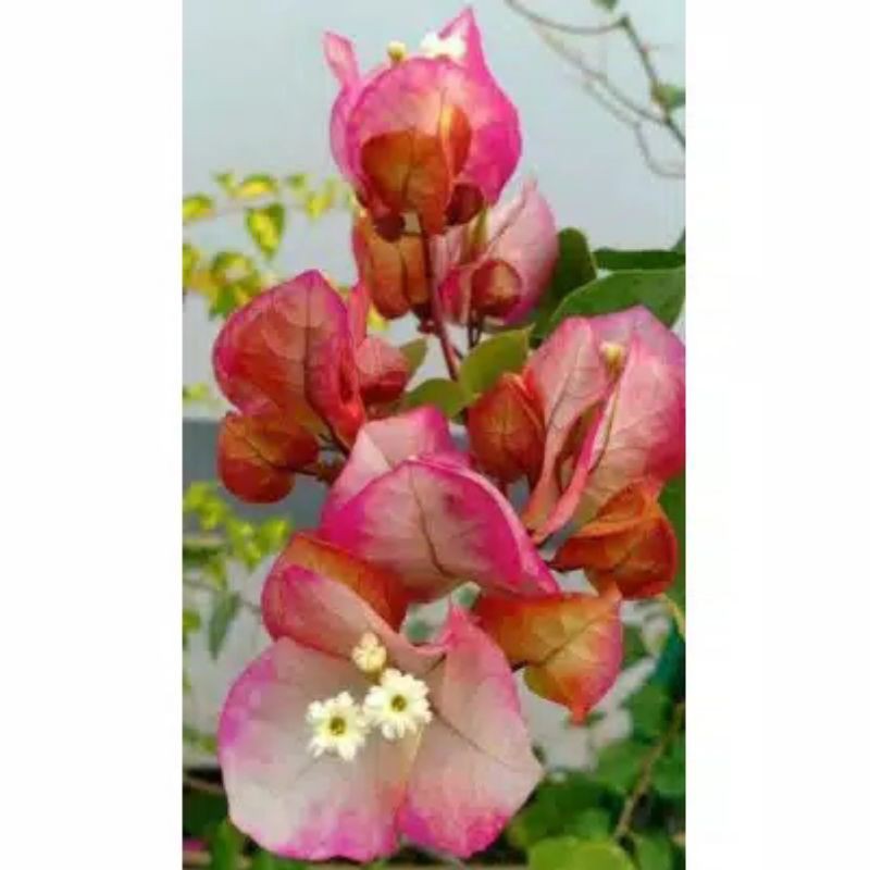 Jual Jual Bougenville Citra India Original // Bogenvil Citra India Ori ...