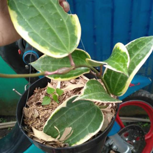 Jual ATK Tanaman hias anggrek hoya carnosa ATK | Shopee Indonesia