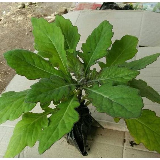 Jual Pusat Benih Tanaman. Bibit Pohon Daun Dewa Erni Wulansiska ...