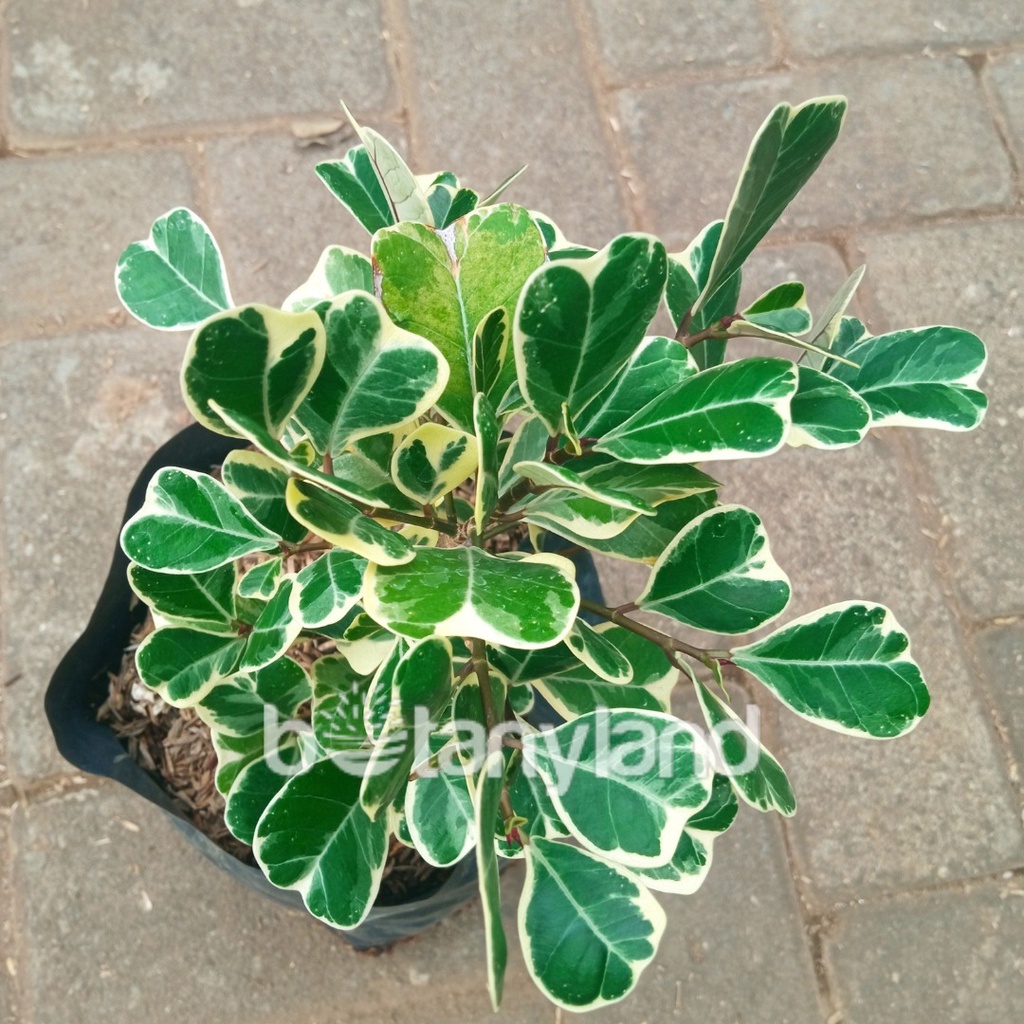 Jual Tanaman Hias Daun Ficus Variegata | Shopee Indonesia
