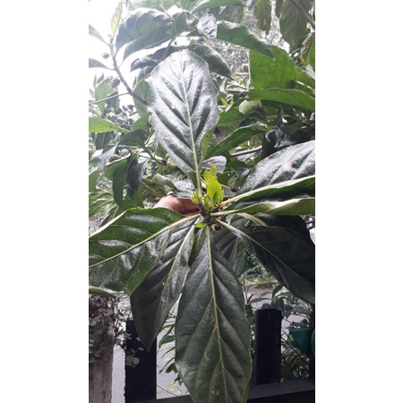 Jual Daun Mengkudu atau Daun Pace (Perdaun) | Shopee Indonesia