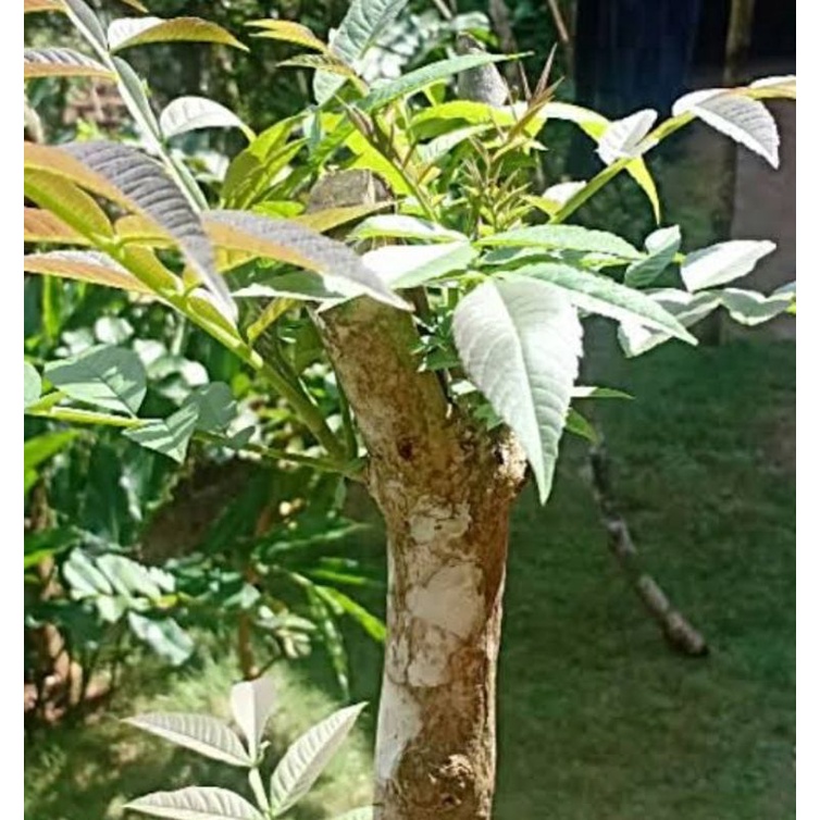 Jual bibit stek pohon sungkai/ sungkei/ sungkey | Shopee Indonesia