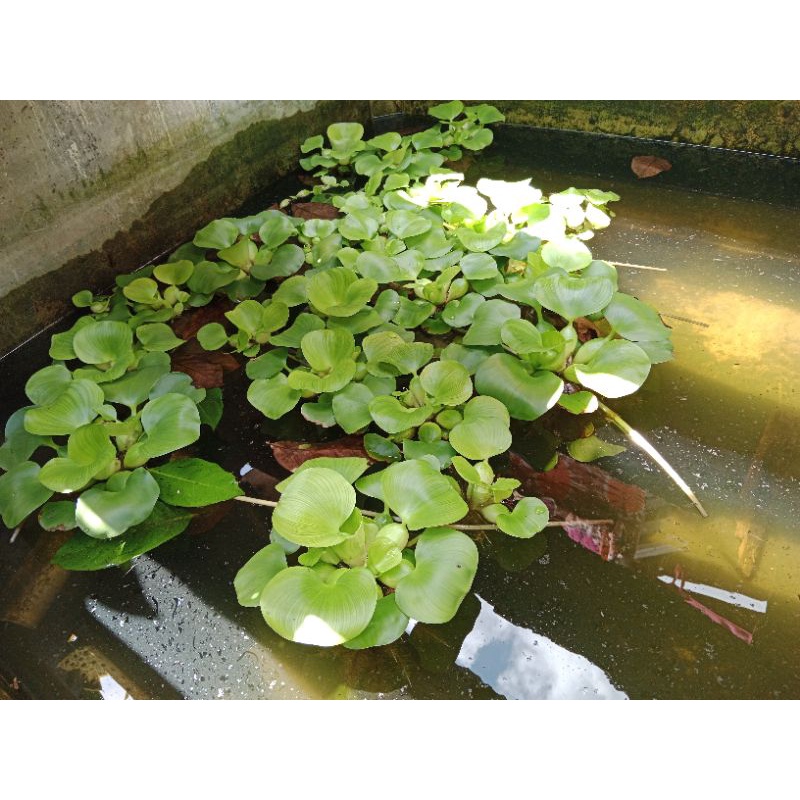 Jual ENCENG GONDOK SARANG PEMIJAHAN IKAN GABUS/PENGHIAS KOLAM IKAN min ...