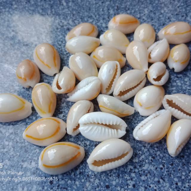 Jual Kerang kuwuk biji congklak | Shopee Indonesia
