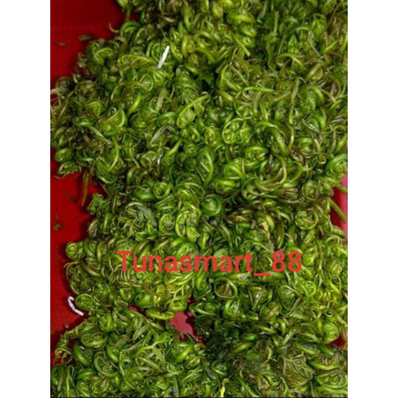 Jual PAKIS/KI CHOI/KI CHOY/SAYUR MIDING PERBUNGKUS | Shopee Indonesia