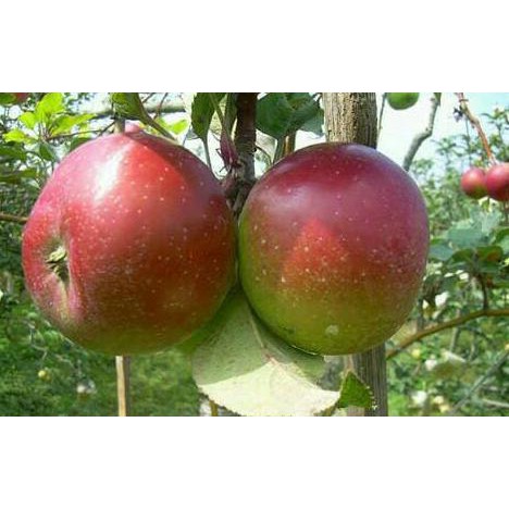 Jual d2n Bibit Tanaman Buah Apel Rome Beauty g5p | Shopee Indonesia