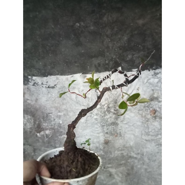 Jual bahan bonsai santigi gunung prospek (gaya literati style) | Shopee ...