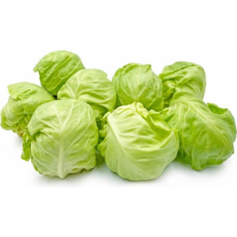 Jual BABY KOL / KOL HIJAU BABY / KOL BABY / BABY KOL HIJAU / KOL KECIL ...