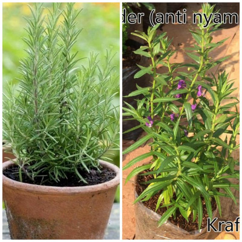 Jual paket hemat 2 tanaman pengusir nyamuk tanaman lavender tanaman ... Jual paket hemat 2 tanaman pengusir nyamuk tanaman lavender tanaman ...
