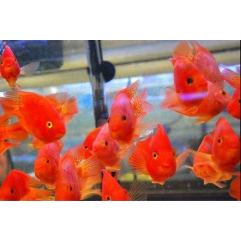 Jual ikan parrot / ikan perrot 6 cm | Shopee Indonesia