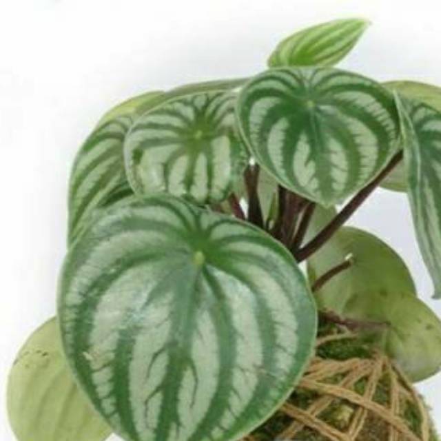 Jual KOKEDAMA PEPEROMIA WATERMELON + PUPUK DAUN | Shopee Indonesia