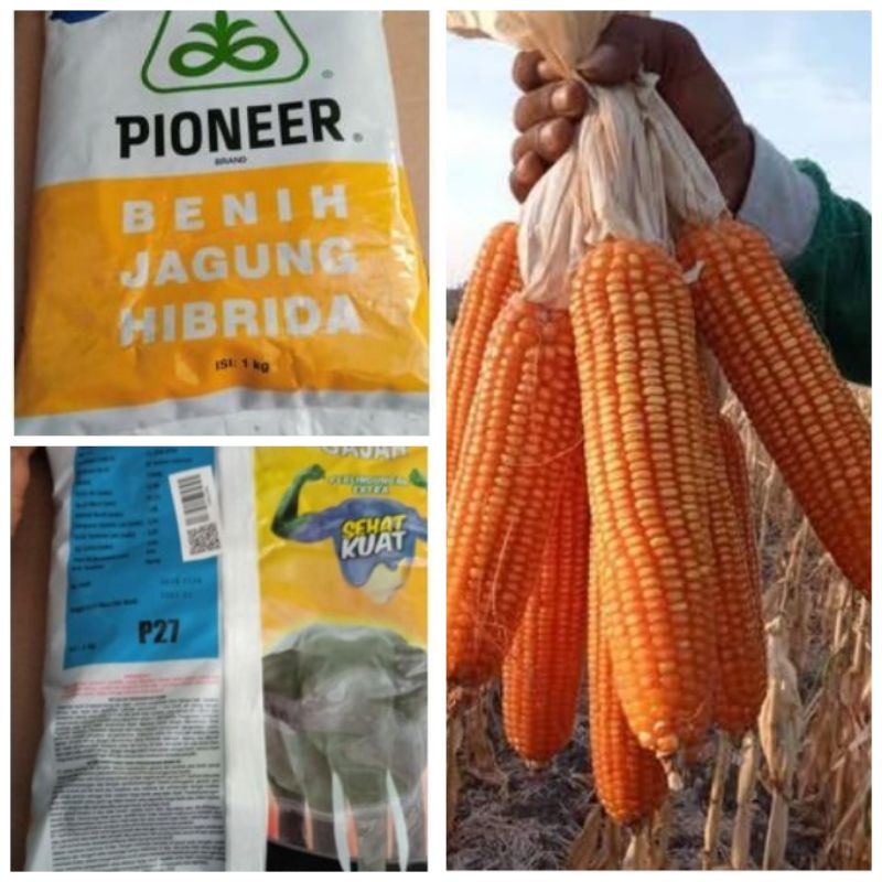 Jual 100 benih JAGUNG PIONEER P27 HIBRIDA UNGGUL GAJAH siap tanam/BIJI ...
