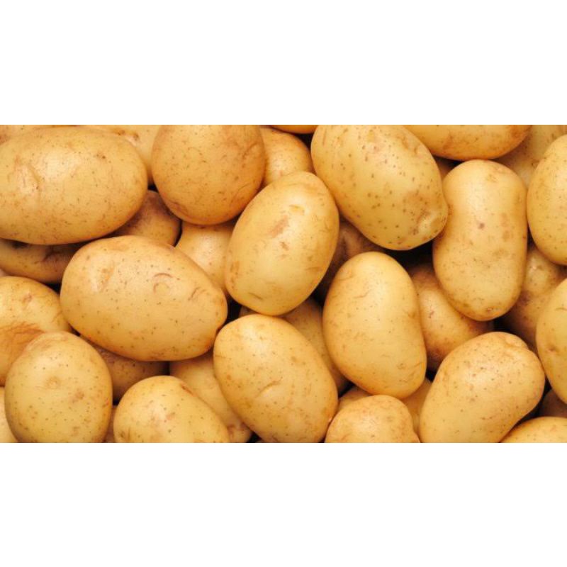 Jual kentang segar 1kg | Shopee Indonesia