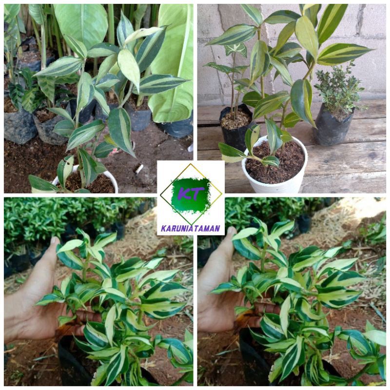 Jual tanaman hias bunga pacing pentul variegata | Shopee Indonesia