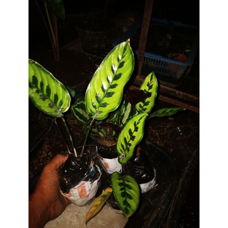 Jual Calathea Wilson Princeps Goeppertia Variegata (Rare) | Shopee ...