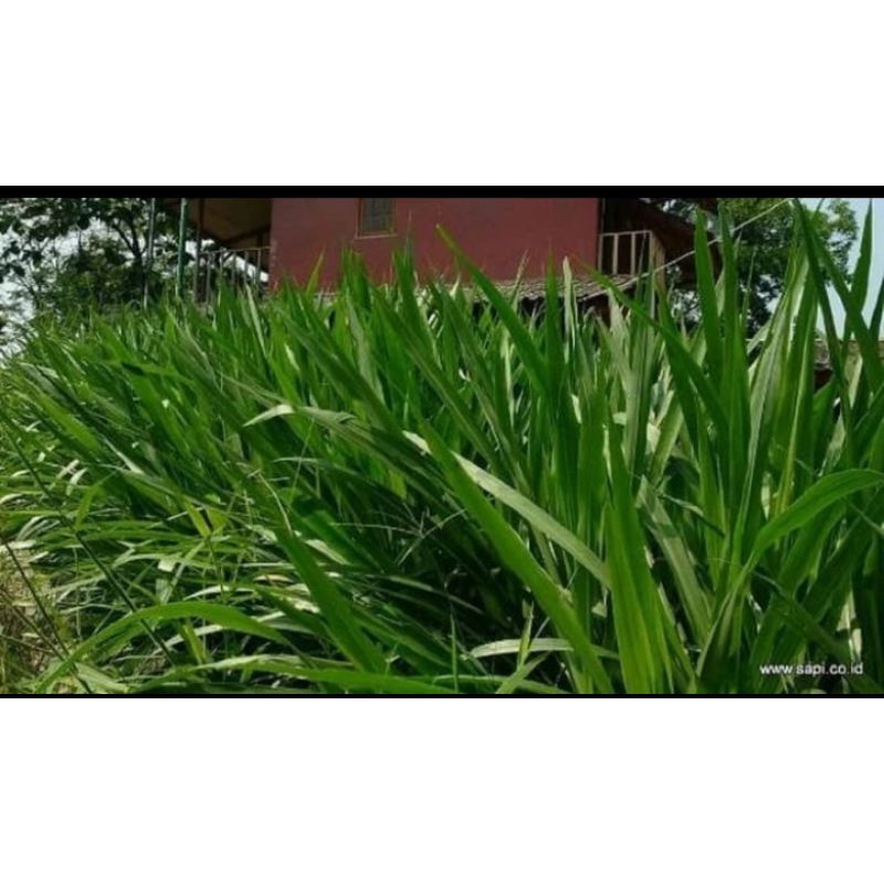 Jual Bibit Tanaman Rumput ODOT KOLONJONO Rumput Gajah - per 100 pcs ...