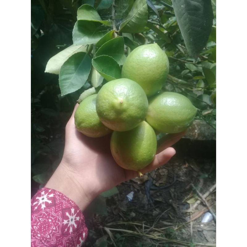 Jual jeruk lemon lokal 250gr | Shopee Indonesia