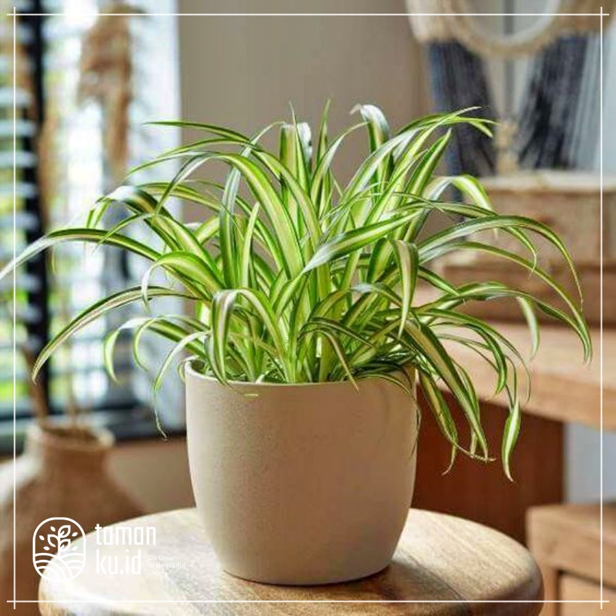 Jual Tanaman Hias Spyder plant / spider plant | Shopee Indonesia
