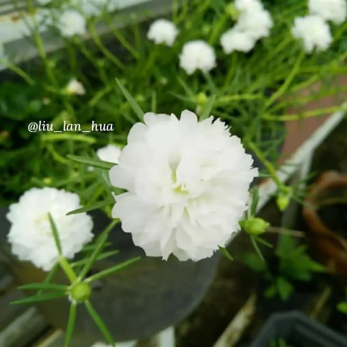 Jual Tanaman Hias Sutra Bombay Bunga Putih/ Pohon Hias Sutra Bombay ...
