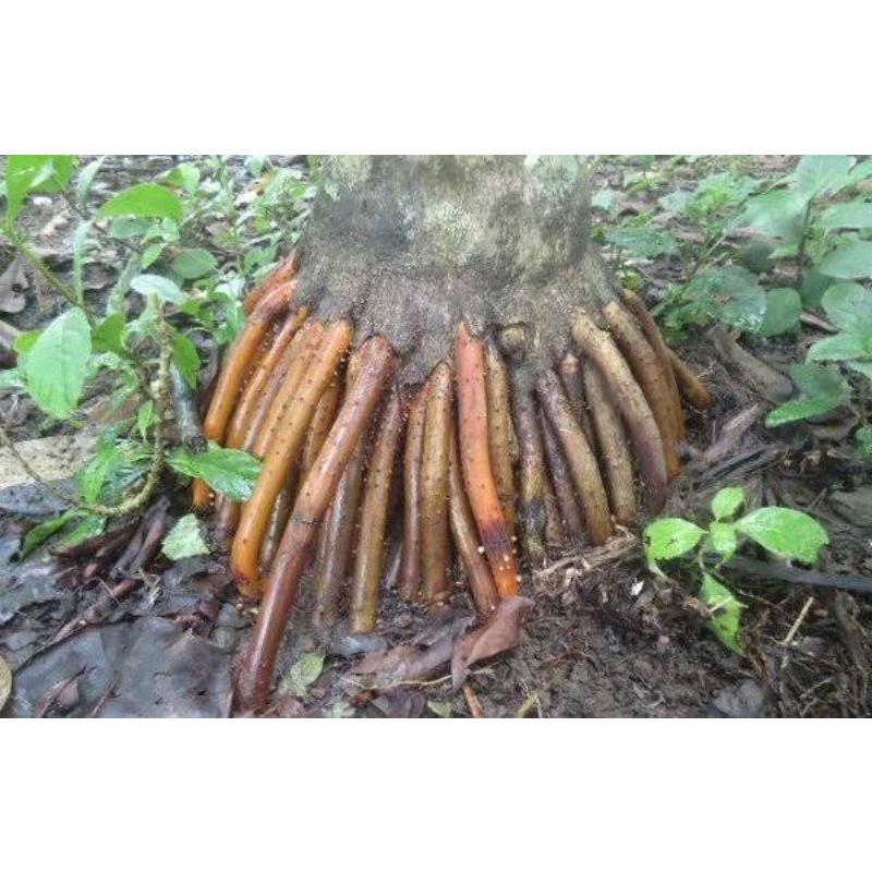 Jual Akar Jambe Akar Pinang Segar 1kg | Shopee Indonesia