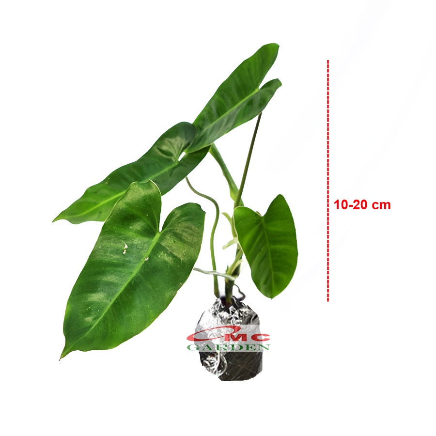 Jual Philodendron Philo Brekele Burle Marx Tanaman Hias PBR-1020 ...
