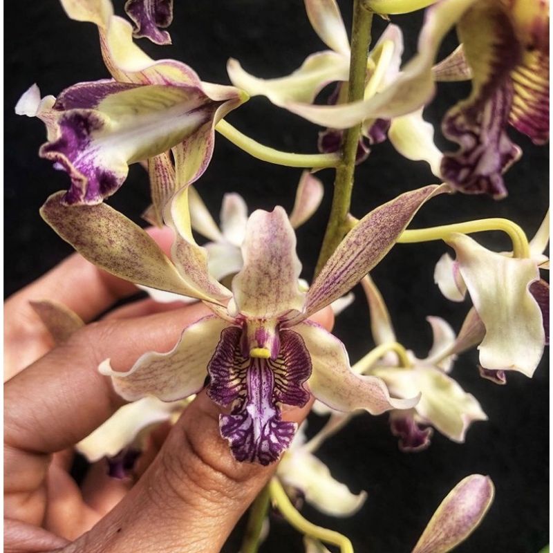 Jual ANGGREK DENDROBIUM RAJAWALI-sudah Knop/Spike-DENDROBIUM-ANGGREK ...
