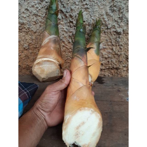 Jual REBUNG BAMBU KUNING ASLI 1 KILOGRAM-rebung herbal kaya manfaat ...