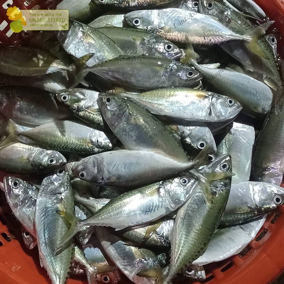 Jual Ikan Kembung Segar Ikan Kembung Fresh Ikan Kembung Gepeng | Shopee ...