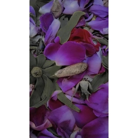 Jual kepompong | Shopee Indonesia