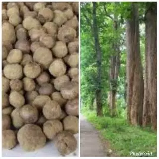 Jual bibit pohon jati Harga Terbaik & Termurah Maret 2026 | Shopee ...