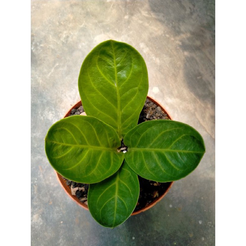 Jual anthorium jemani mangkok | Shopee Indonesia