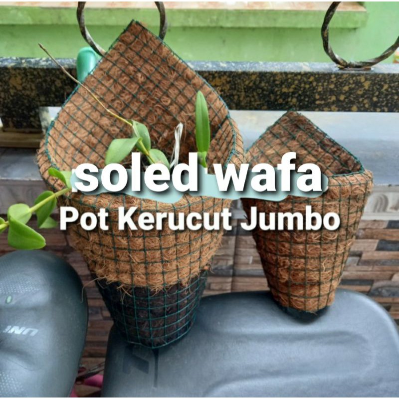 Jual POT TANAMAN BUNGA ANGGREK KERUCUT SERABUT KELAPA JUMBO KOMBINASI ...