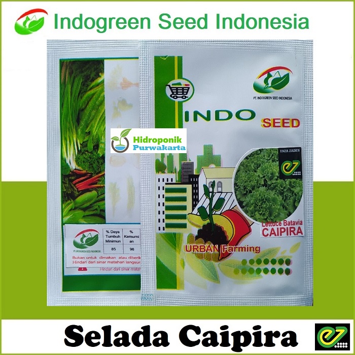 Jual Benih Selada Caipira Lettuce Batavia Isi 1 Gram Original Packing ...