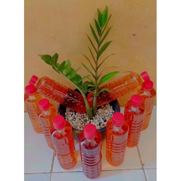 Jual Ciu / Arak Flores (Moke) | Shopee Indonesia