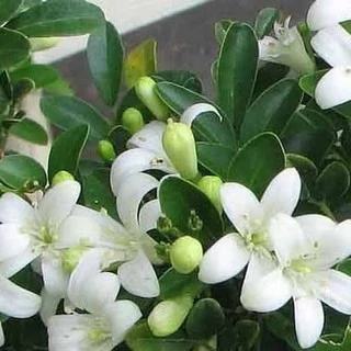 Jual Kemuning Terlengkap & Harga Terbaru Mei 2024 | Shopee Indonesia