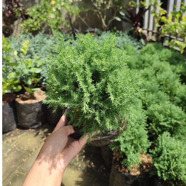 Jual Tanaman Cemara sisnesis Bibit Pohon Cemara Kipas Cemara Embun ...