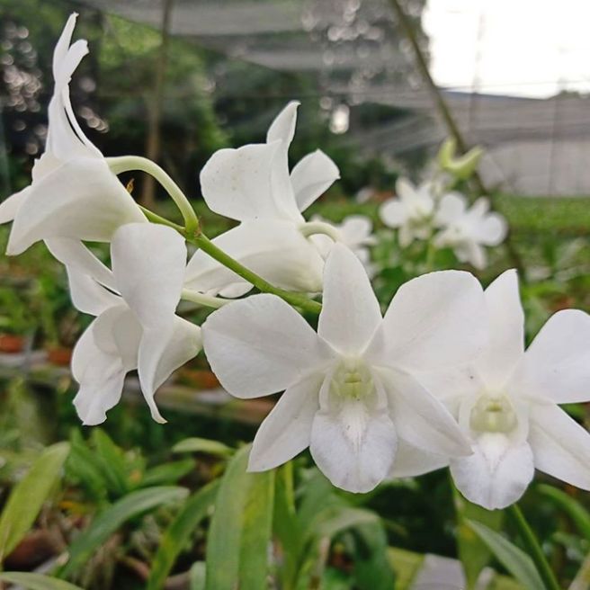 Jual Tanaman hias anggrek dendrobium putih anggrek dendrobium | Shopee ...