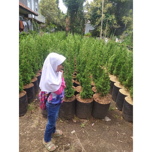 Jual cemara pua pua 1 meter | Shopee Indonesia