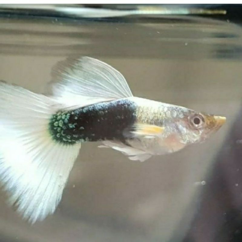 Jual ikan guppy hb pastel (pasangan) | Shopee Indonesia