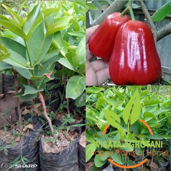 Jual Bibit Pohon Jambu Air Citra Merah Hasil Okulasi Cangkok Tanaman ...