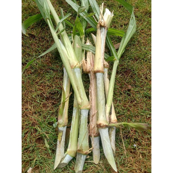 Jual 1kg muat 30-40 pcs, Bibit rumput Napier pakcong, pakan ternak ...