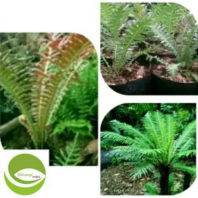 Jual Bkk Bibit Tanaman Hias Pakis Blechnum/Pohon Hias Pakis Blechnum ...