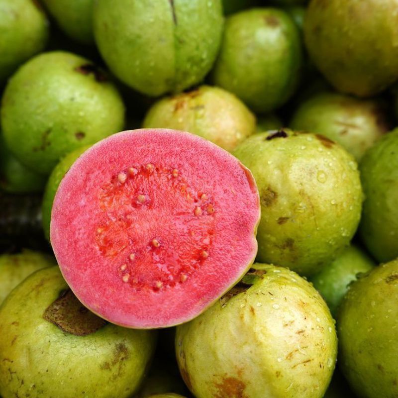 Jual RED GUAVA | Shopee Indonesia