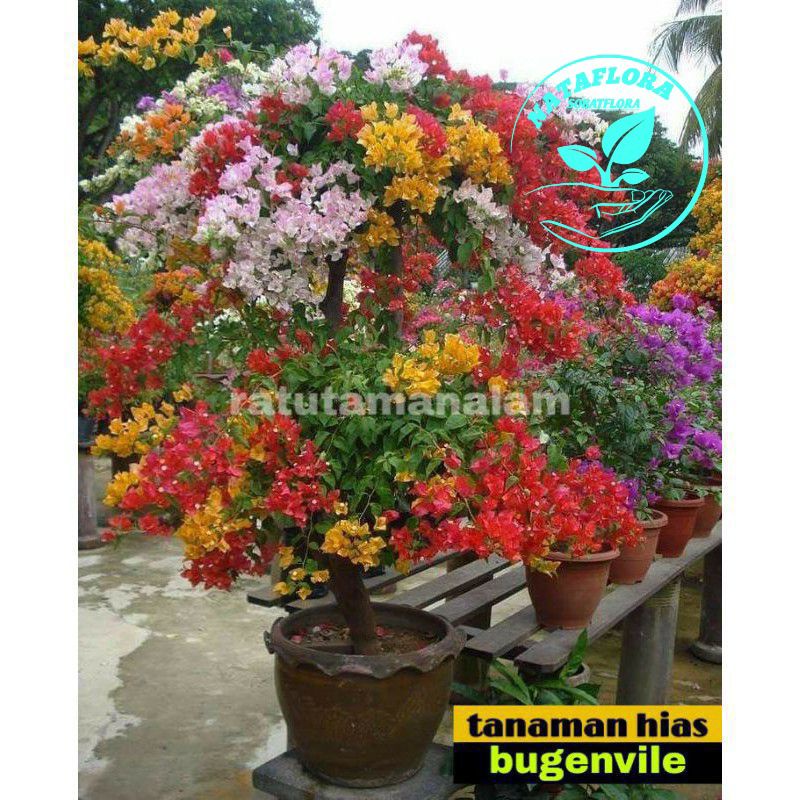 Jual PROMO!!TANAMAN HIAS BUGENVIL BUNGA KERTAS//5 WARNA-Bunga ...