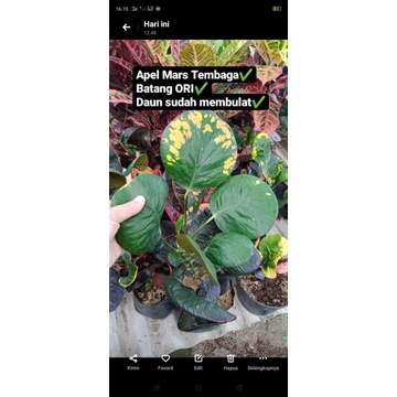 Jual Puring apel Mars Tembaga | Shopee Indonesia
