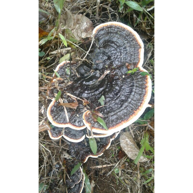 Jual Jamur pohon jamur kayu jamur ganoderma | Shopee Indonesia