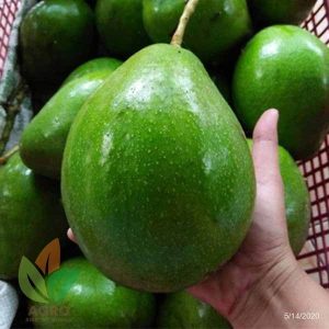Jual Bibit Alpukat Markus (Alpukat Jumbo/Super Besar) | Shopee Indonesia