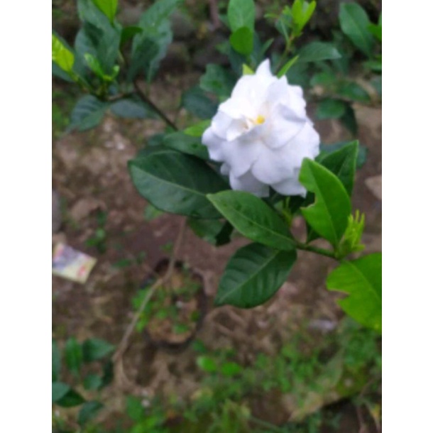 Jual tanman bunga kaca piring kampung pohon kaca piring | Shopee Indonesia