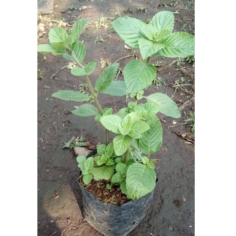 Jual Bibit Tanaman Daun Cincau Hitam | Pohon Daun Cincau | Janggelan ...