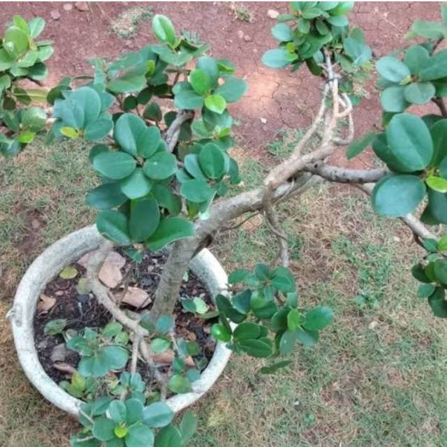 Jual Tanaman Hias Bringin Korea Dolar-Bringin Korea Dolar 40 sd 50 cm ...